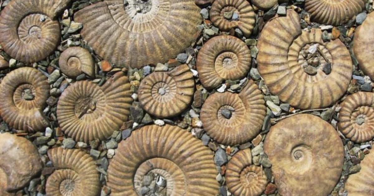 Fossil Handling - Norfolk Museums Service